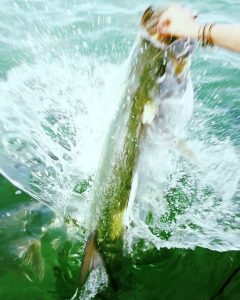 Robbie's of Islamorada: Feeding the Tarpon and Exploring the Keys ...